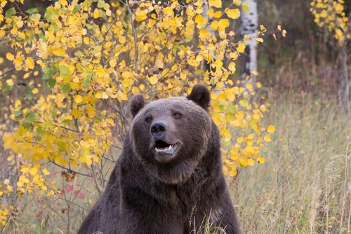 Colorado bear attacks resting sheepherder - USA Now News