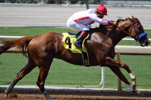 NJ racing legend discusses Jokic's love for horse racing - USA Now News