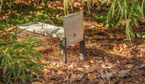 Humane Animal Trapping: Your Surefire Guide - USA Now News