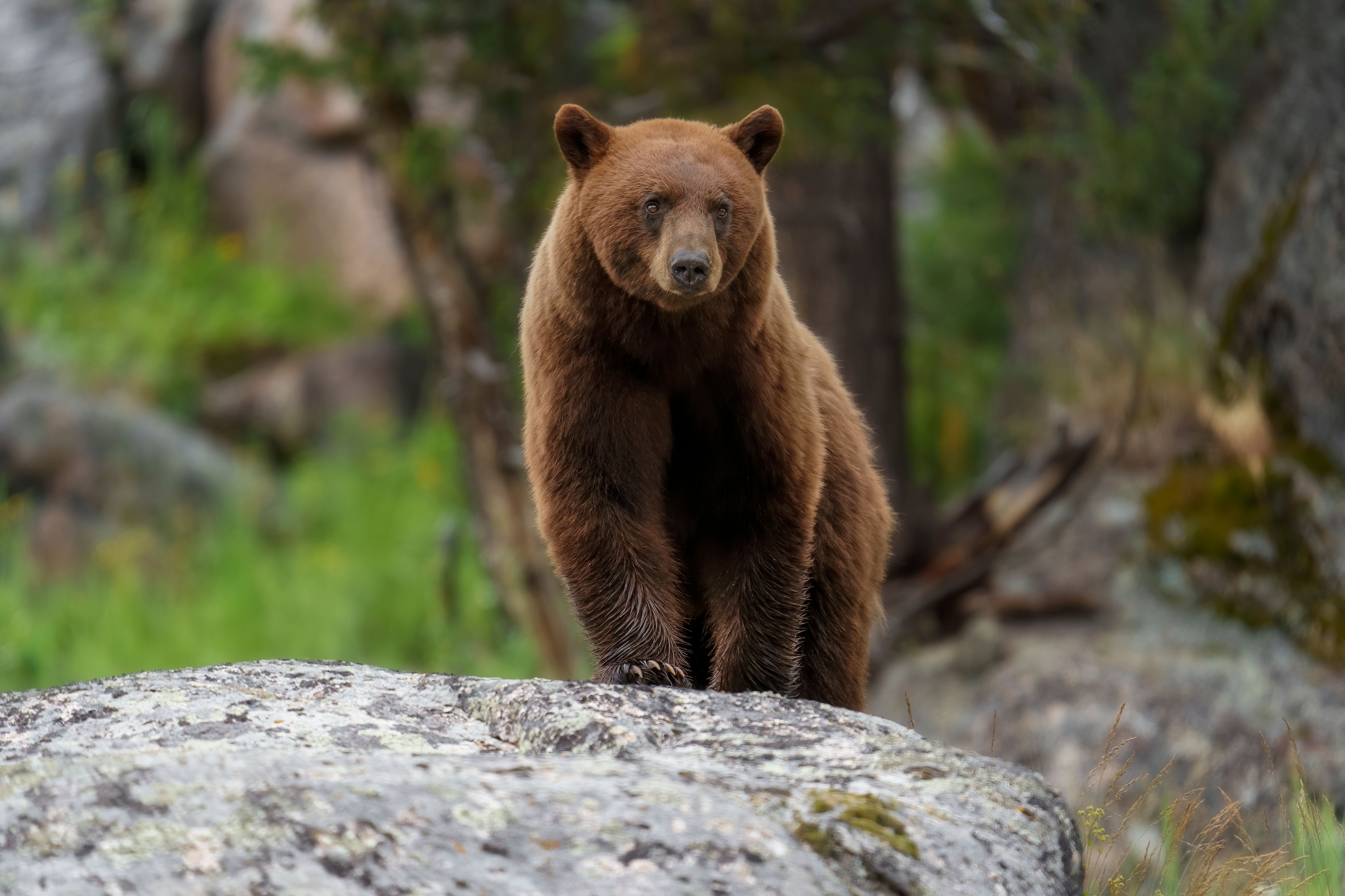 Tragic End for Popular Colorado Bear Suffering from Trash-Related ...