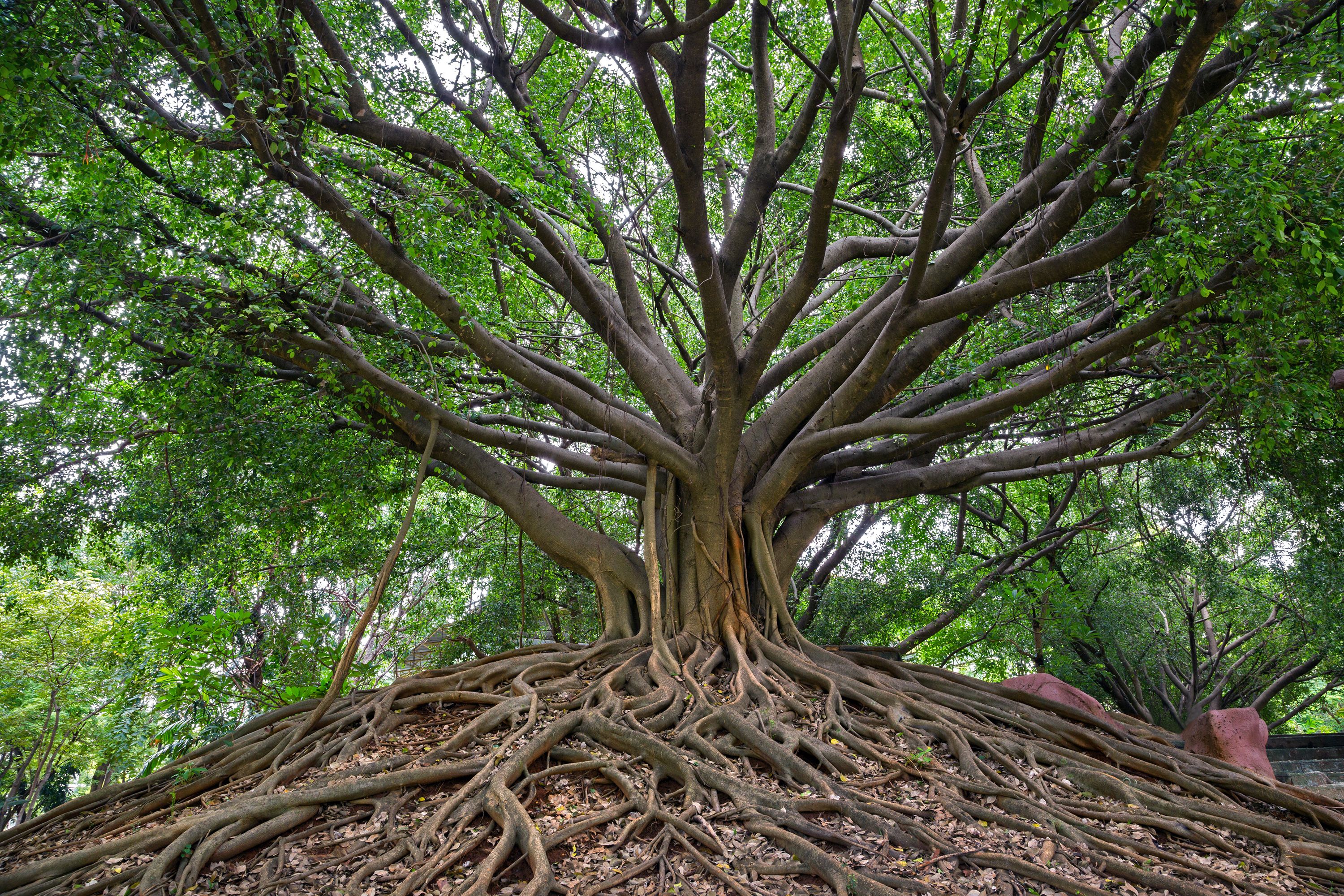 Miracle Regrowth: The 150-year-old Banyan Tree Uniting a Wildfire ...